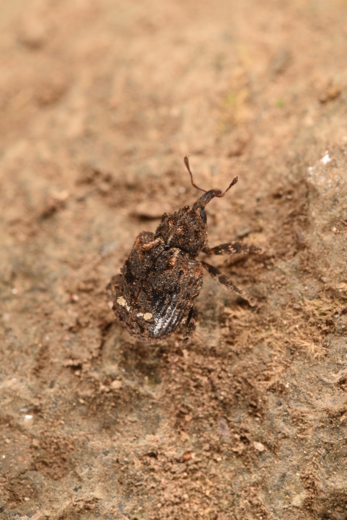 Colobodes from 中國深圳南山區 邮政编码: 518073 on December 25, 2024 at 07:56 PM by ...