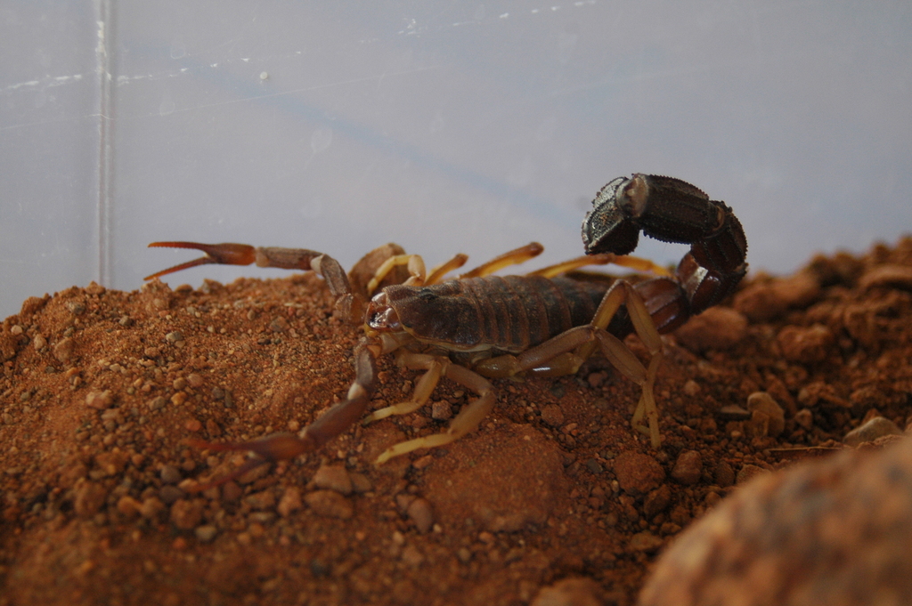 Granulated Thick-tailed Scorpion in December 2024 by Julia Gaugler ...