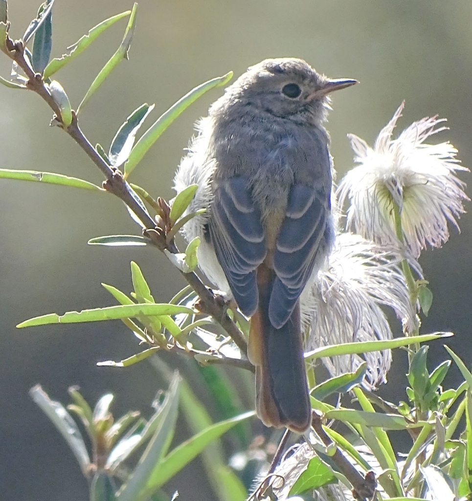 True Redstarts in October 2024 by 木石溯源 · iNaturalist