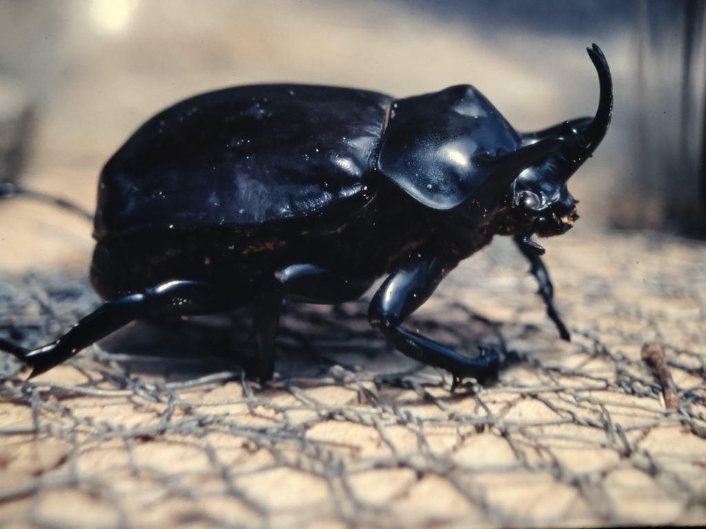 Megasoma rex from Cononaco, Ecuador on December 25, 1994 by Tiina Rahko ...