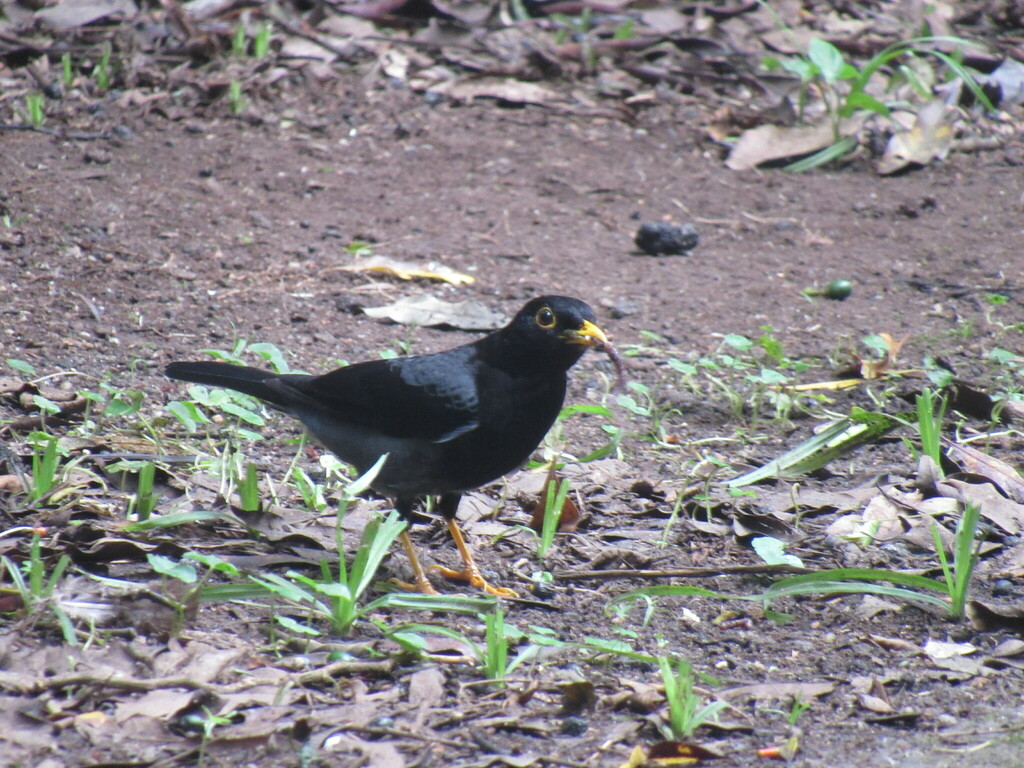 Yellow-legged Thrush from Alto Boqueirão, Curitiba - PR, Brasil on ...