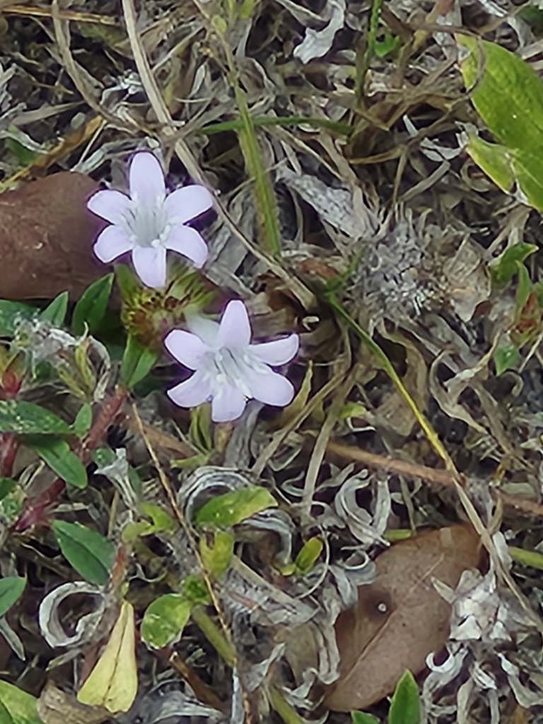 largeflower Mexican clover from Glades County, US-FL, US on December 26 ...