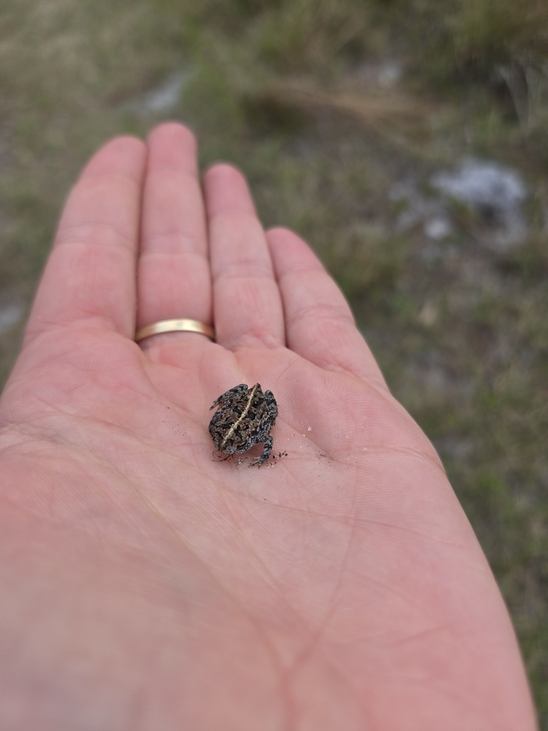Oak Toad from Yeehaw, FL 34972, USA on December 26, 2024 at 02:55 PM by ...