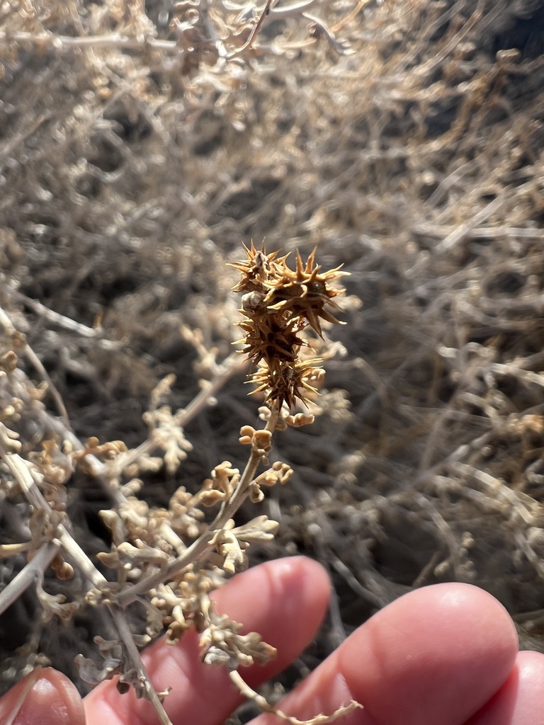 Burrobush from Santa Rosa and San Jacinto Mountains National Monument ...