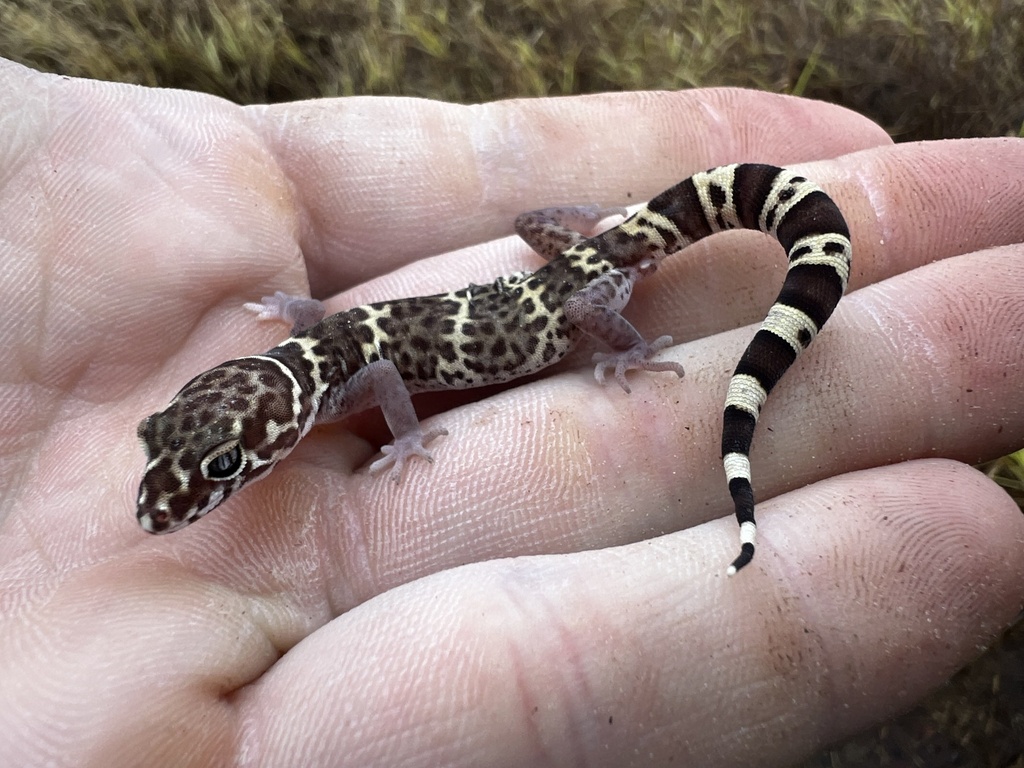 Texas Banded Gecko in December 2024 by Ian Meloni · iNaturalist