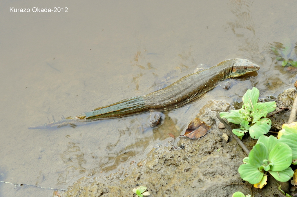 Crocodile Tegu from Macapá - AP, Brasil on September 30, 2012 at 02:24 ...