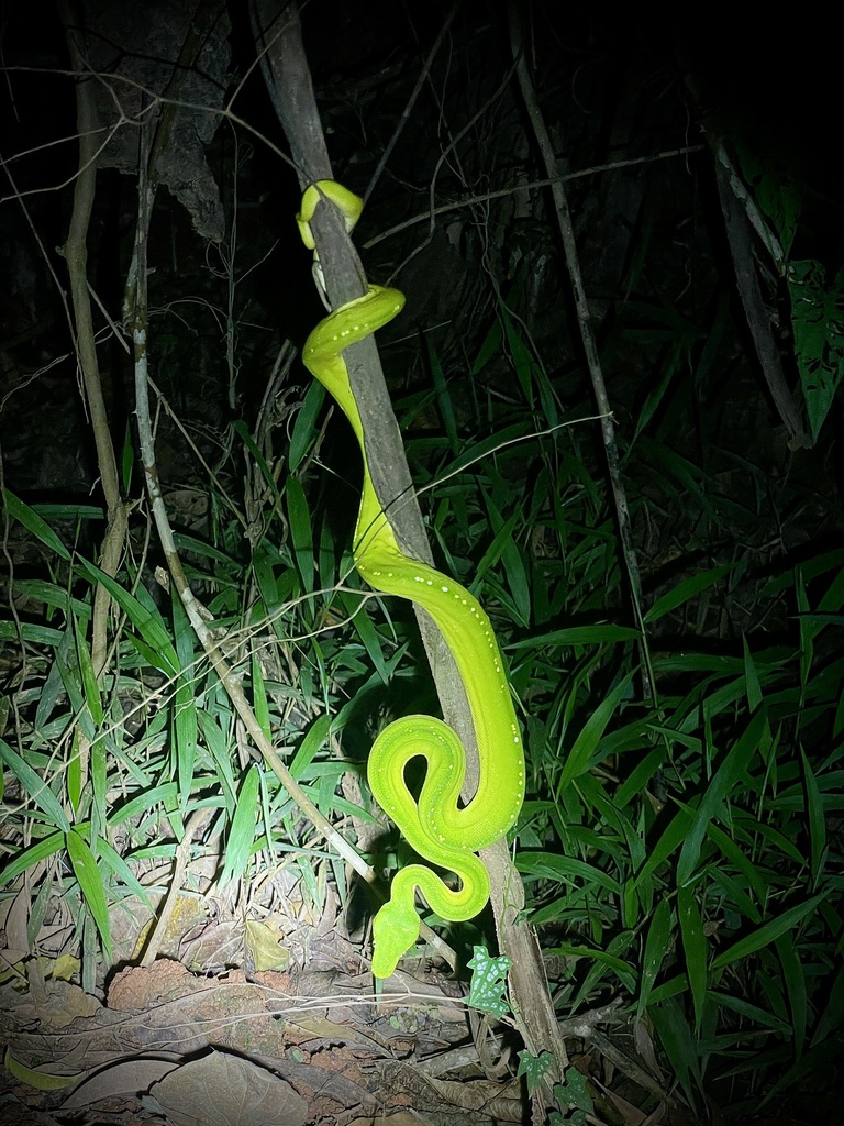 Southern Green Python in December 2024 by Bruce Edley · iNaturalist