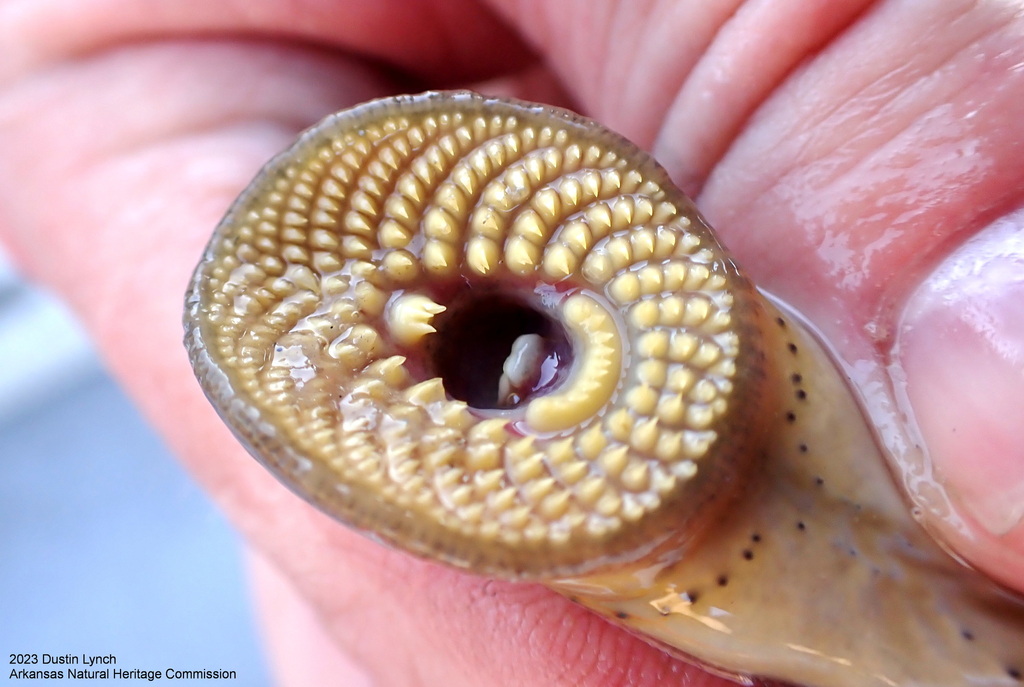 Chestnut Lamprey from Black River at Elgin Ferry, Jackson County ...