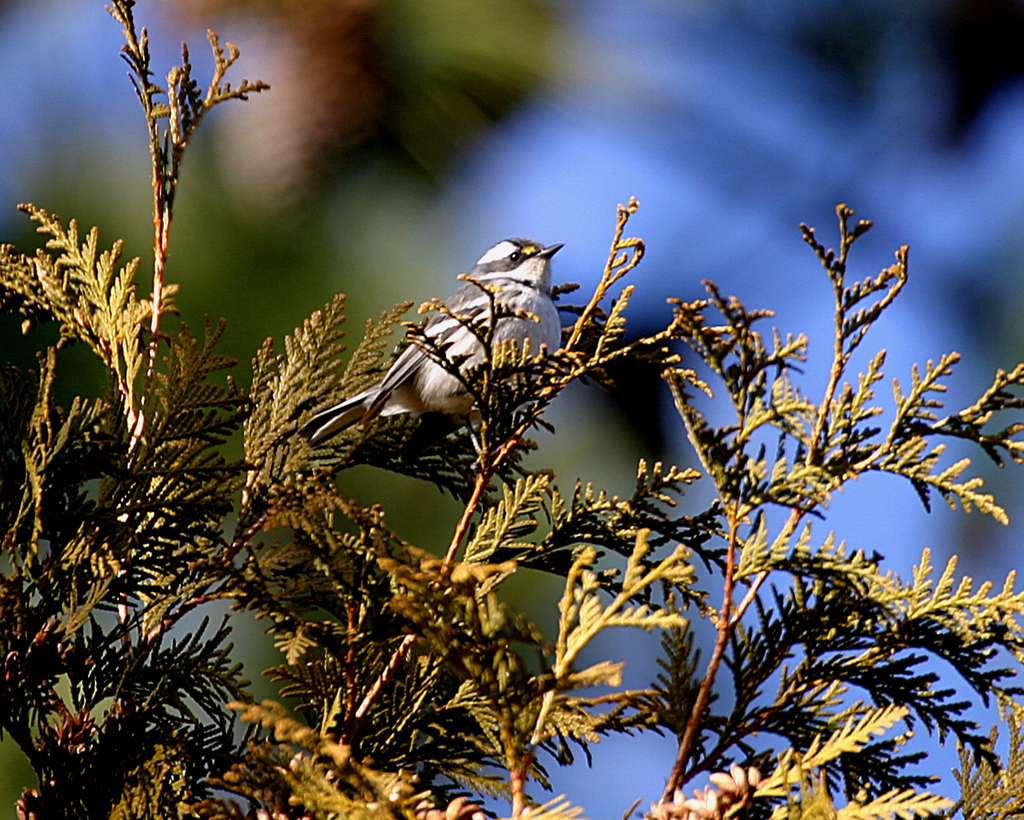 Black-throated Gray Warbler from Clarke County, VA, USA on December 28 ...