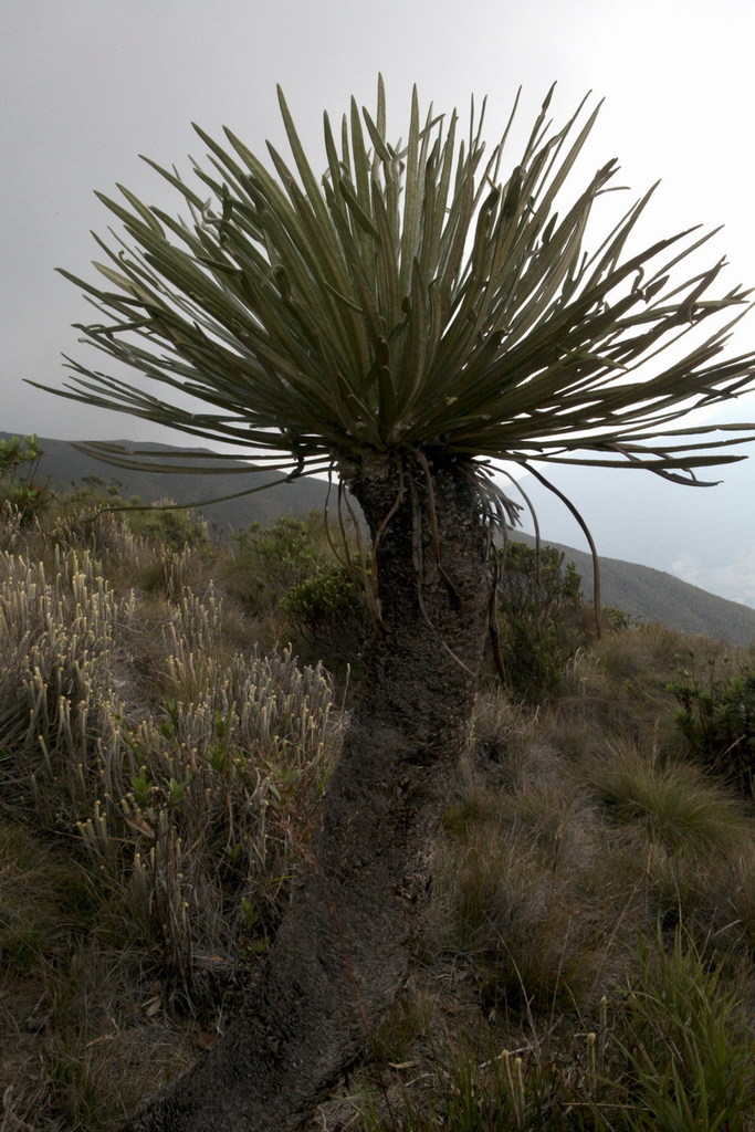Espeletia ruizii from Antonio Pinto Salinas, Mérida, Venezuela on April ...
