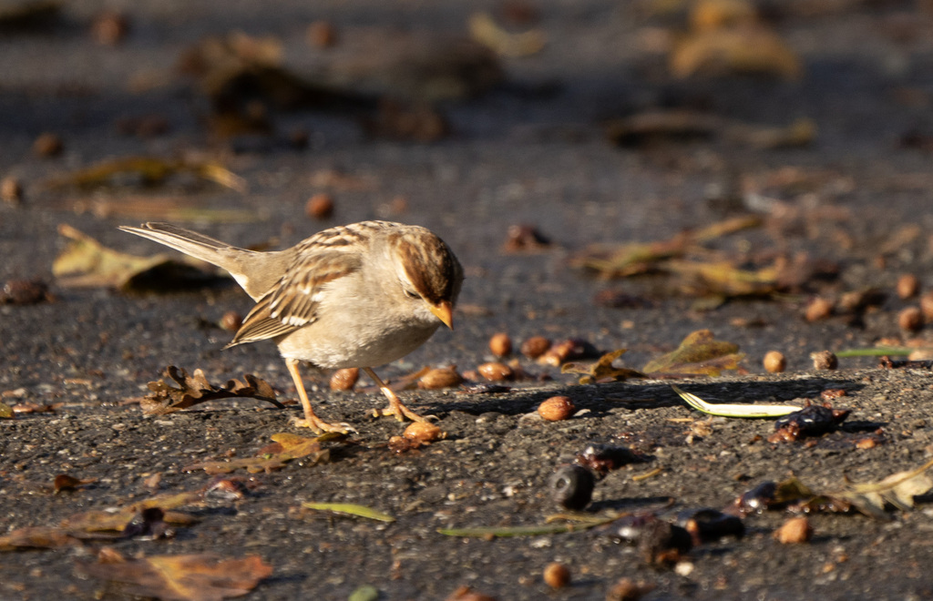 White-crowned Sparrow from Walnut Creek, CA, USA on December 24, 2024 ...
