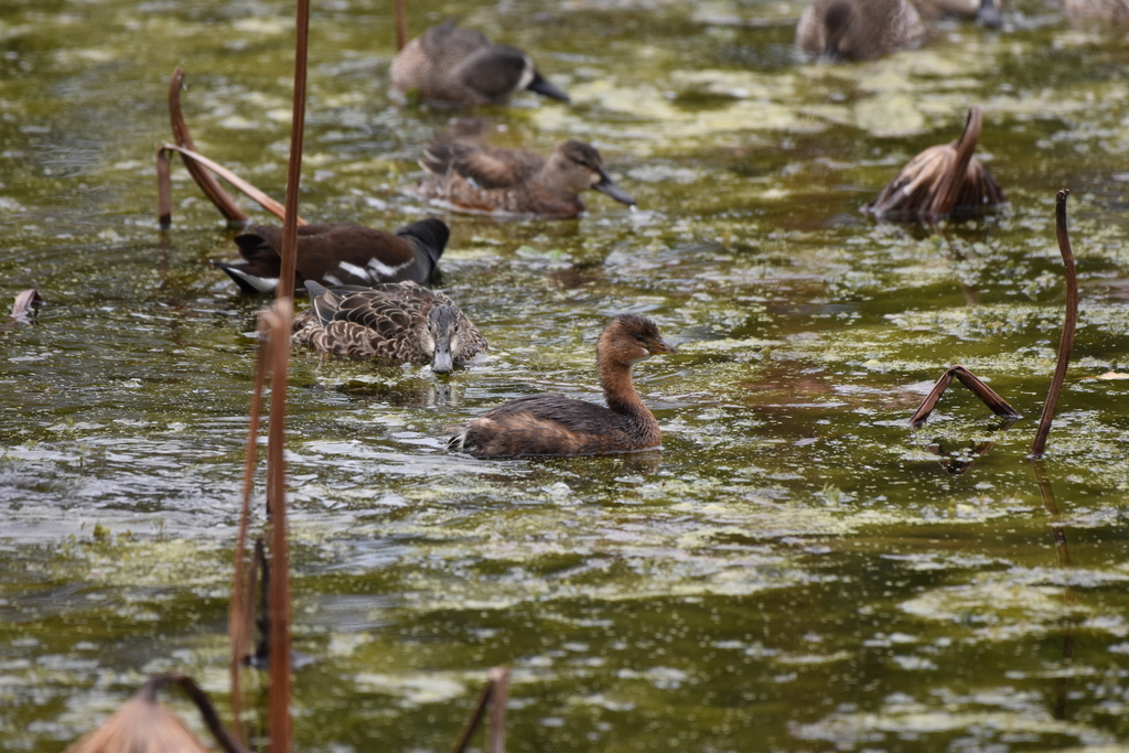Pied-billed Grebe from Brazos Bend State Park, 21901 Farm to Market Rd ...