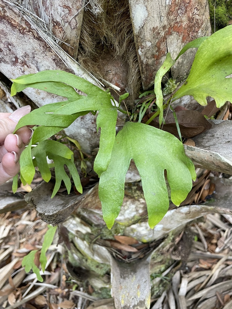 hand fern in December 2024 by Bethany A. Simpson, MS · iNaturalist