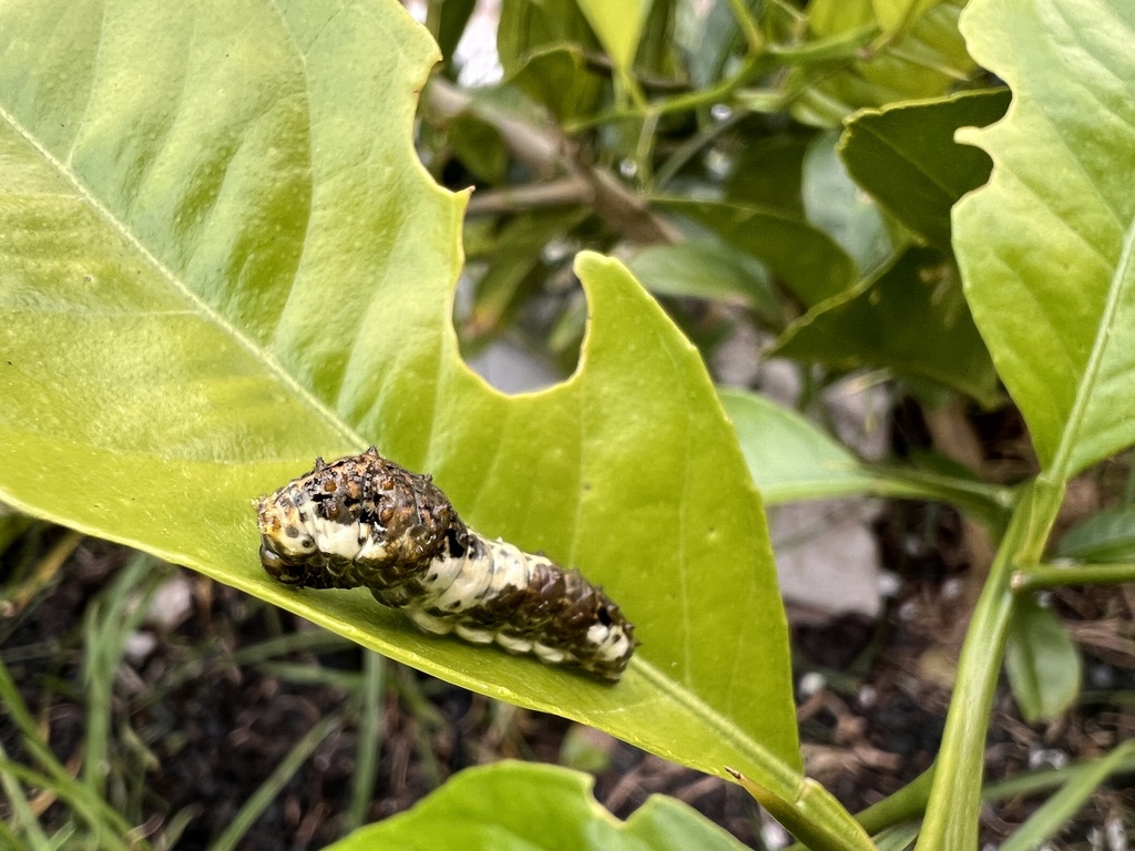 Chinese Yellow Swallowtail from Hawaiʻi, Volcano, HI, US on December 26 ...