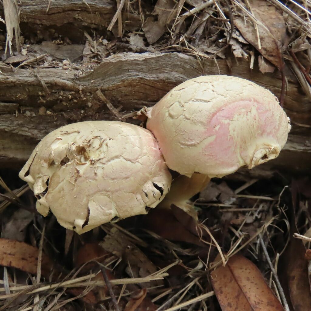Boletellus from Mareeba, AU-QL, AU on December 27, 2024 at 03:53 PM by ...
