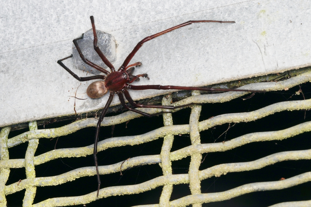 Bush Spider from Highbury, Wellington 6012 뉴질랜드 on December 23, 2024 at ...