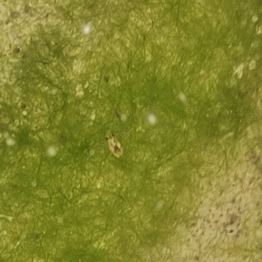 Micronecta from רמת הנגב, ישראל on December 26, 2024 at 02:38 PM by ...