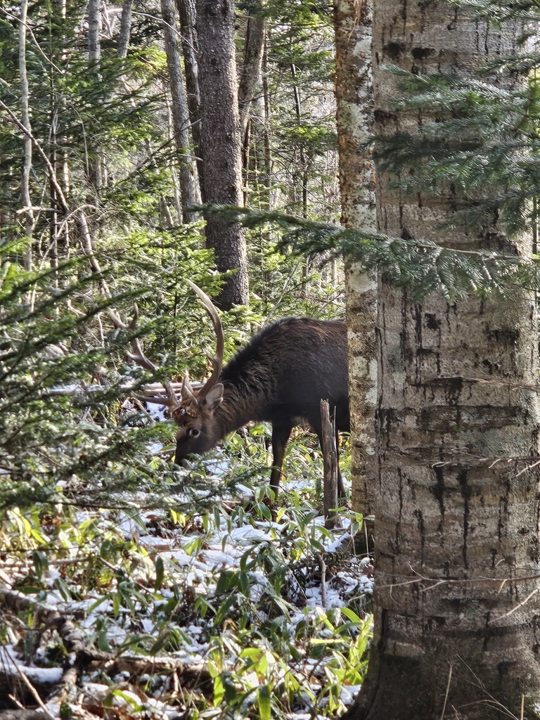 Hokkaido Sika Deer from Kushiro City, JP-HK, JP on December 27, 2024 at ...