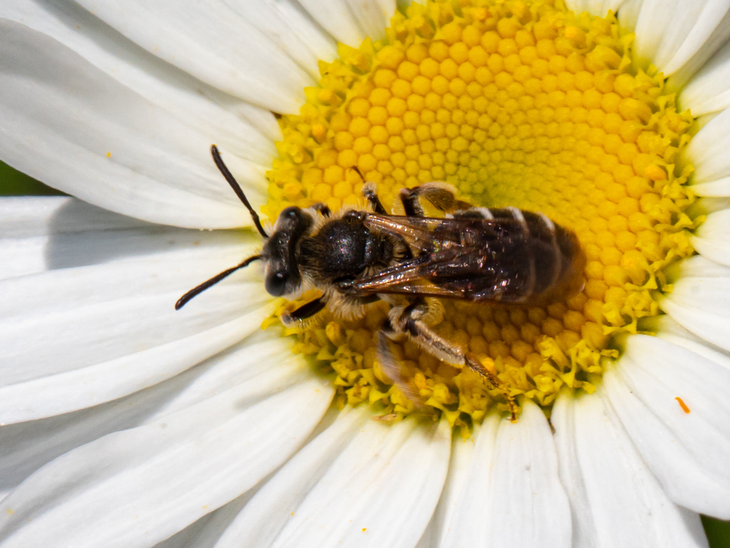 Nason's Mining Bee from Anne Arundel County, MD, USA on May 26, 2024 at ...