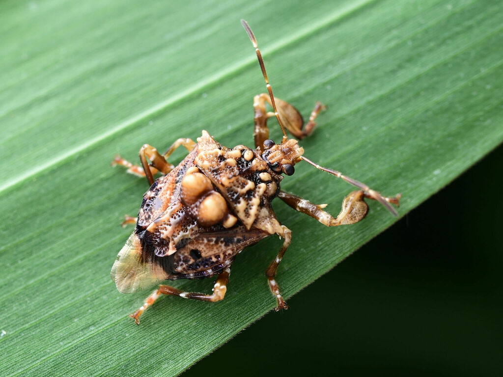 Cazira from 中国云南省西双版纳傣族自治州勐腊县 on December 27, 2024 at 02:25 PM by ...