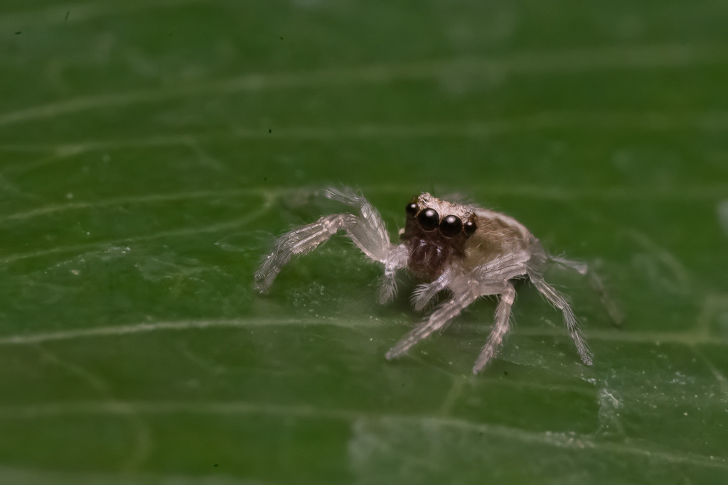 Typical Jumping Spiders from Bunbury WA, Australia on December 25, 2024 ...