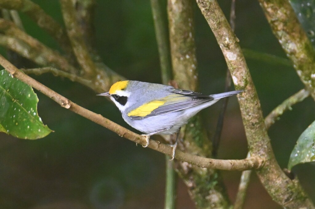 Golden-winged Warbler from Puntarenas Province, Monteverde, Costa Rica ...