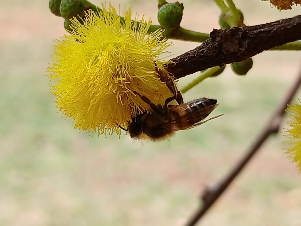 African Honey Bee from Harare, Zimbabwe on December 27, 2024 at 01:21 ...