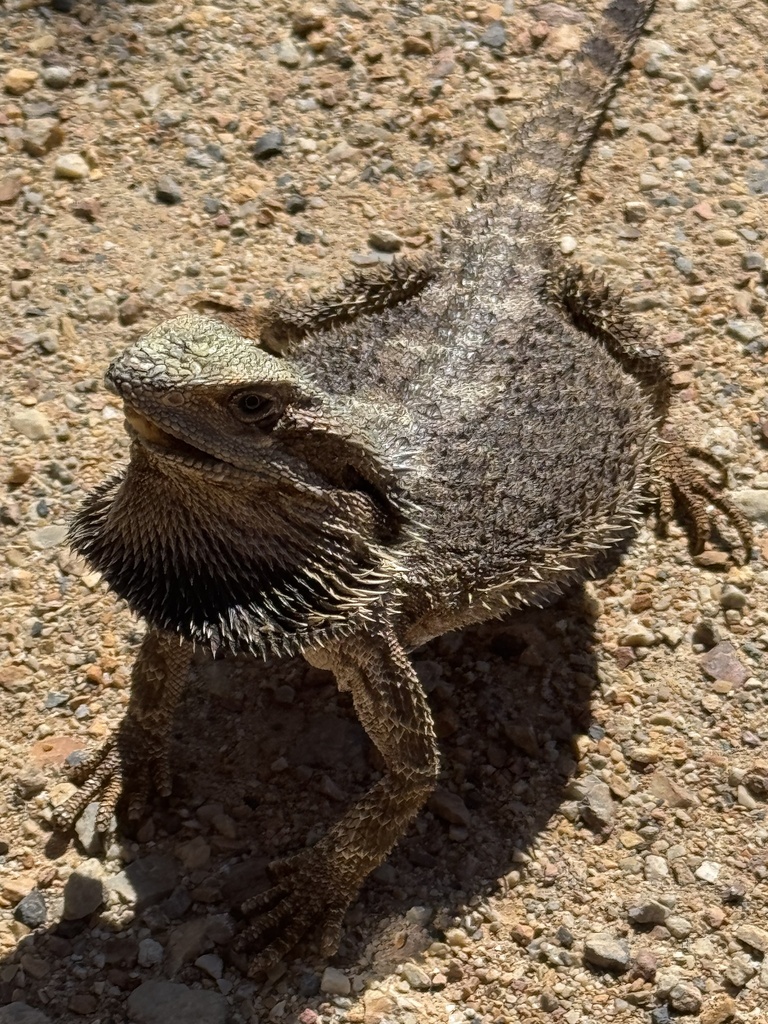 Eastern Bearded Dragon in December 2024 by danegreen · iNaturalist