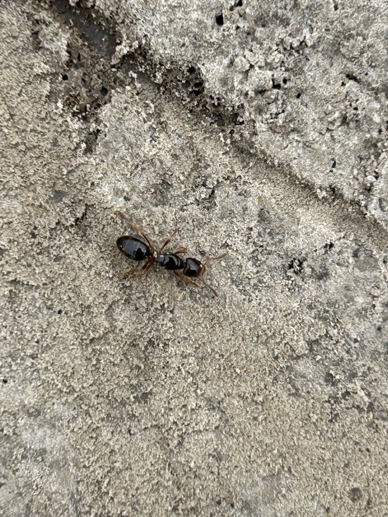 Colorado Citronella Ant from Raymond, NE, US on December 27, 2024 at 01 ...