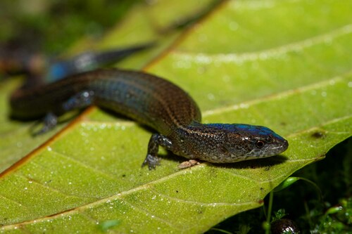Machu Picchu Andean lizard (Proctoporus machupicchu) · iNaturalist ...