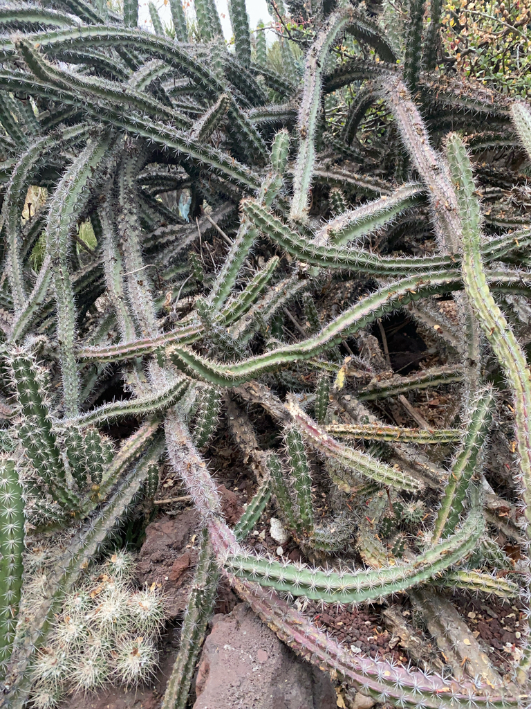 Octopus Cactus in December 2024 by Steve Sichi · iNaturalist