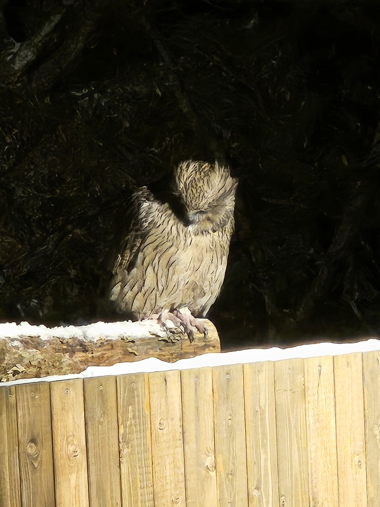 Blakiston's Fish-Owl in December 2024 by Simon Dakin · iNaturalist