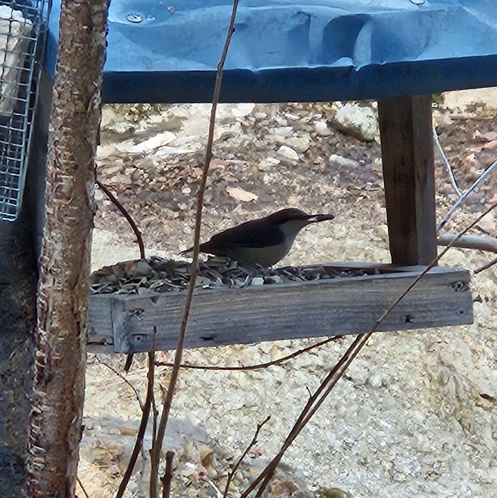 Sitta europaea clara from 518 Yōrōushi, Nakashibetsu, Shibetsu District ...