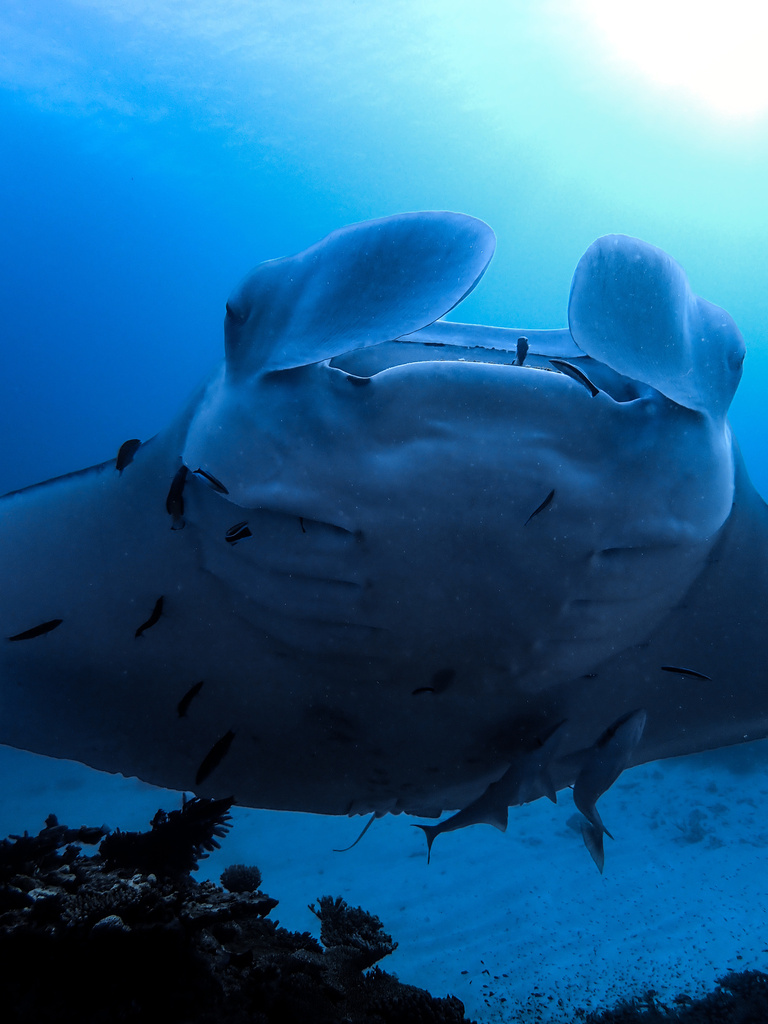 Reef Manta Ray from South Pacific Ocean, Queensland, QLD, AU on ...