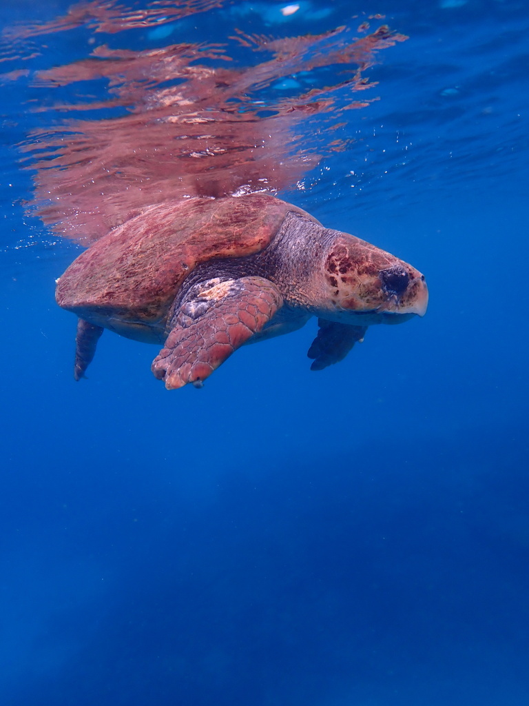 Loggerhead Sea Turtle from South Pacific Ocean, Queensland, QLD, AU on ...