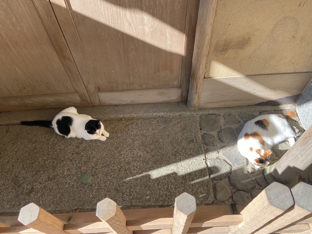 Domestic Cat from Fushimi Inari Taisha Shrine, Kyoto, Kyoto, JP on ...