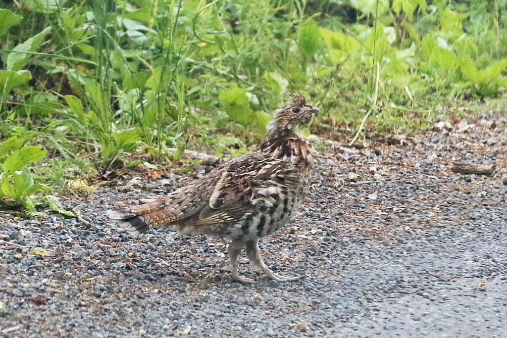 Ruffed Grouse from Highland County, VA, USA on June 9, 2023 at 07:35 AM ...