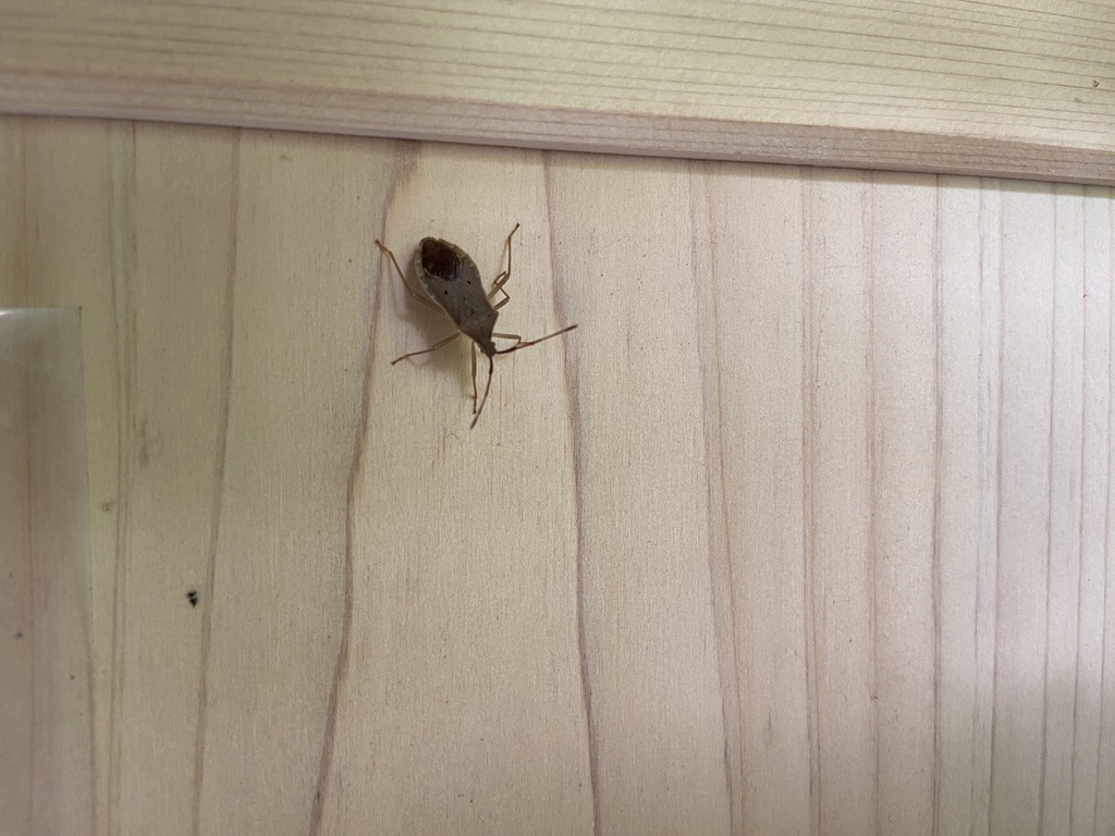 Homoeocerus unipunctatus from Honshu, Kyoto, Kyoto, JP on September 4 ...