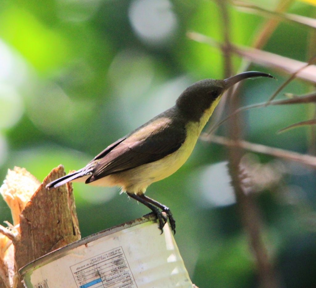 Loten's Sunbird from Bakamuna on December 26, 2024 at 01:07 PM by Gihan ...