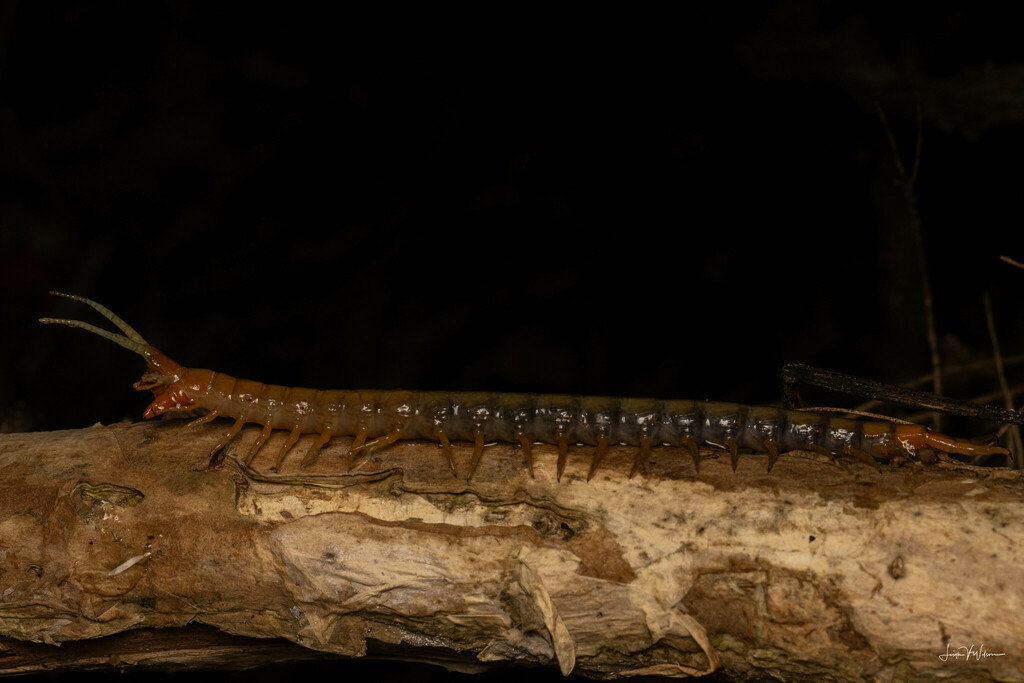 Australasian Giant Centipede from Brisbane QLD, Australia on November ...