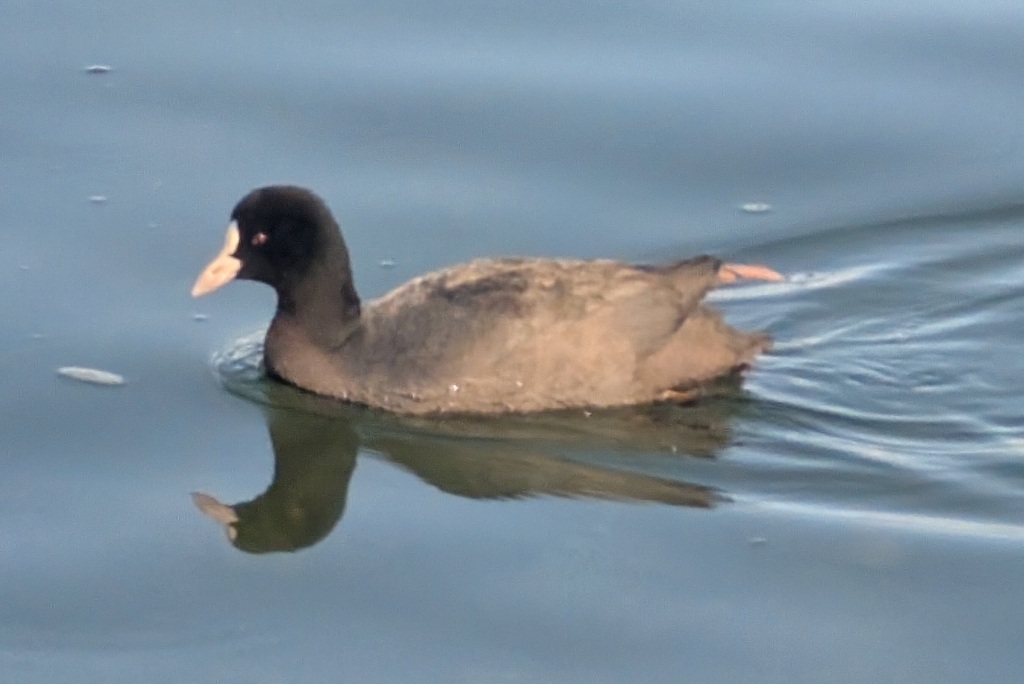 Eurasian Coot from Daiba, Minato City, Tokyo 135-0091, Japan on ...