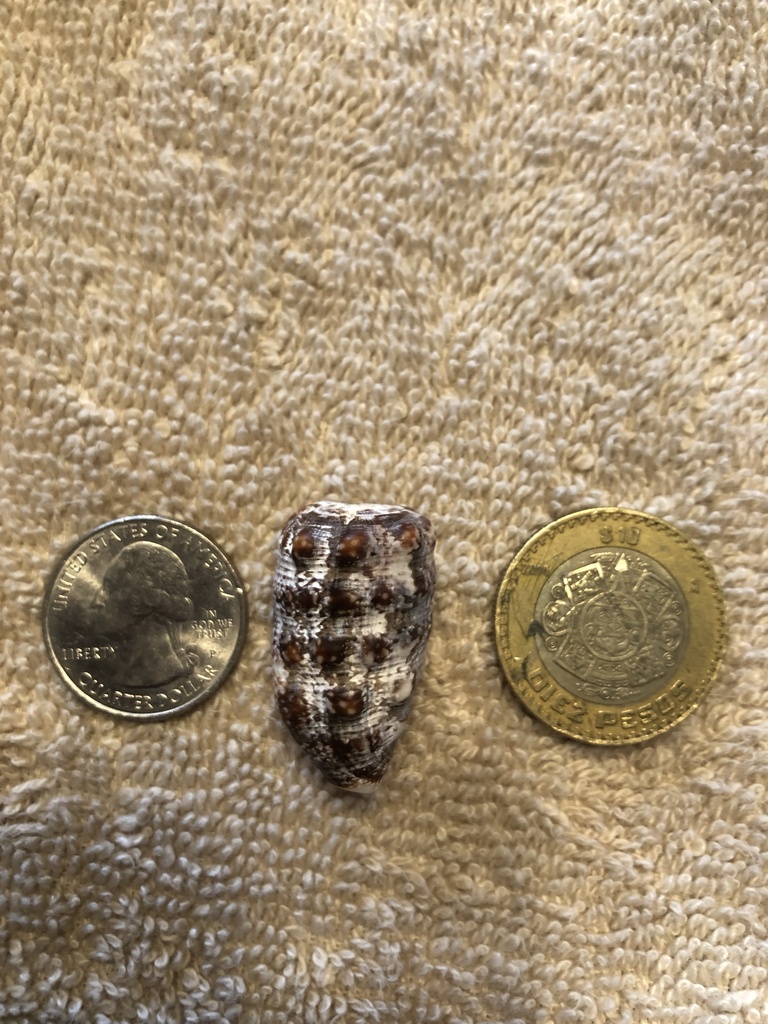 Morum tuberculosum from La Paz, B.C.S., MX on January 11, 2024 at 07:14 ...