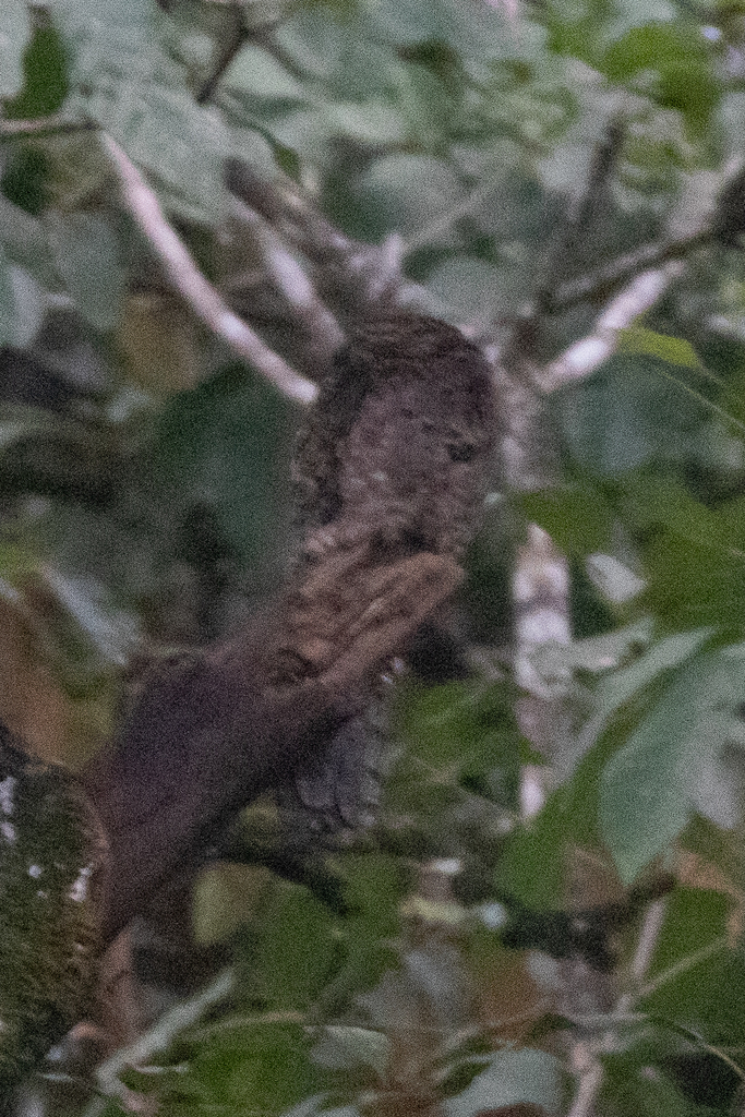 Common Potoo from Alajuela Province, Los Chiles, Costa Rica on December ...