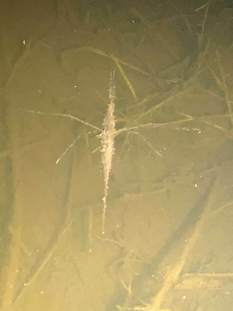 Eurasian Water Stick Insect from 2880 Bagsværd, Danmark on May 2, 2020 ...