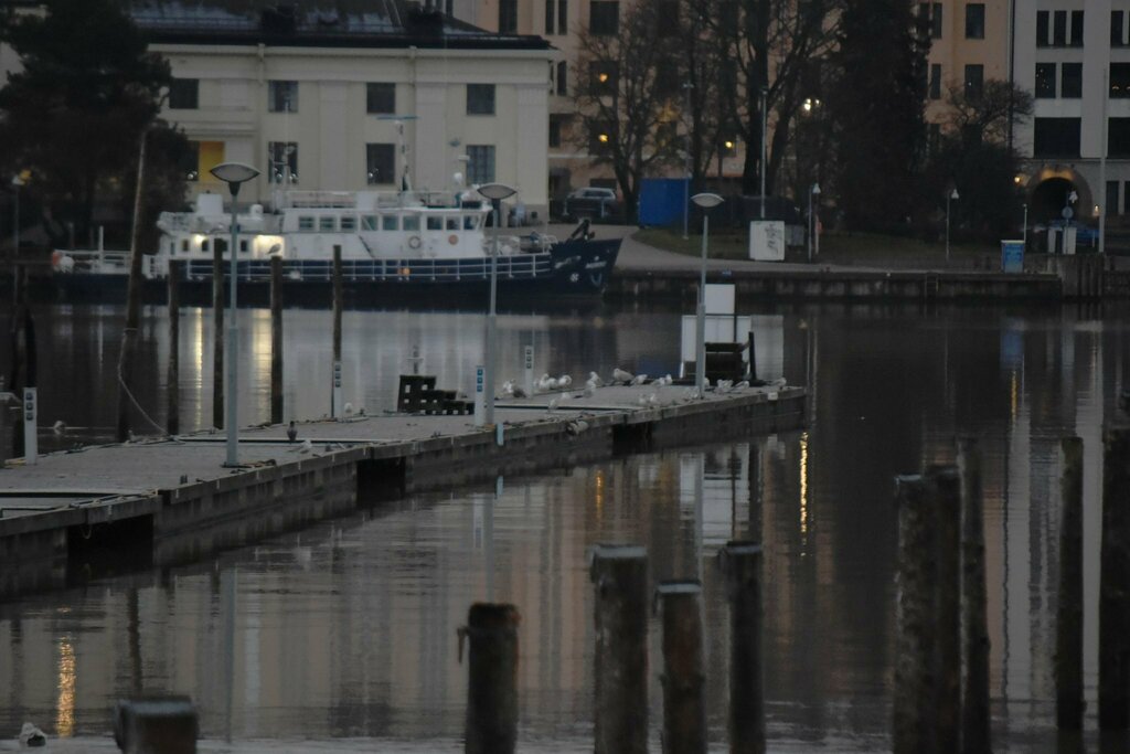 European Herring Gull from Pohjoissatama, Helsinki, Finland on December ...