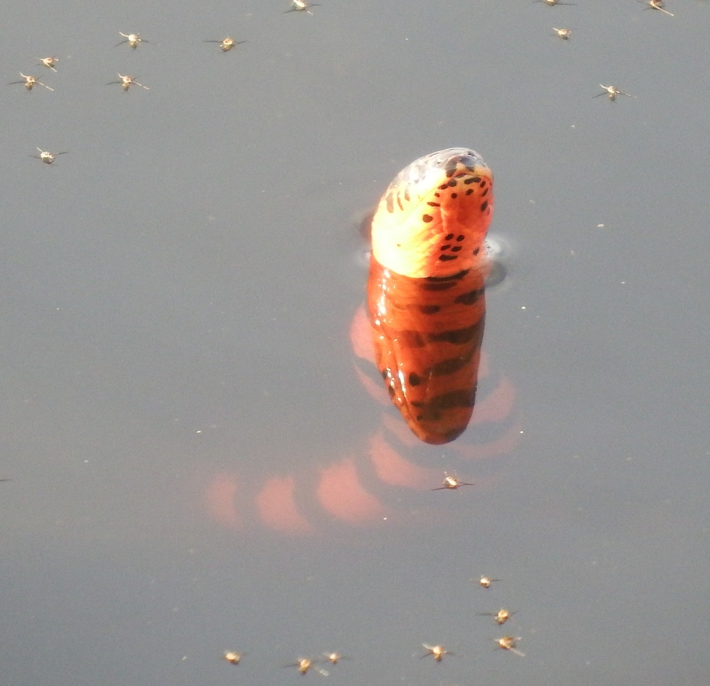 Western Mudsnake from Mermet lake, Massac county, Illinois, U.S.A. on ...