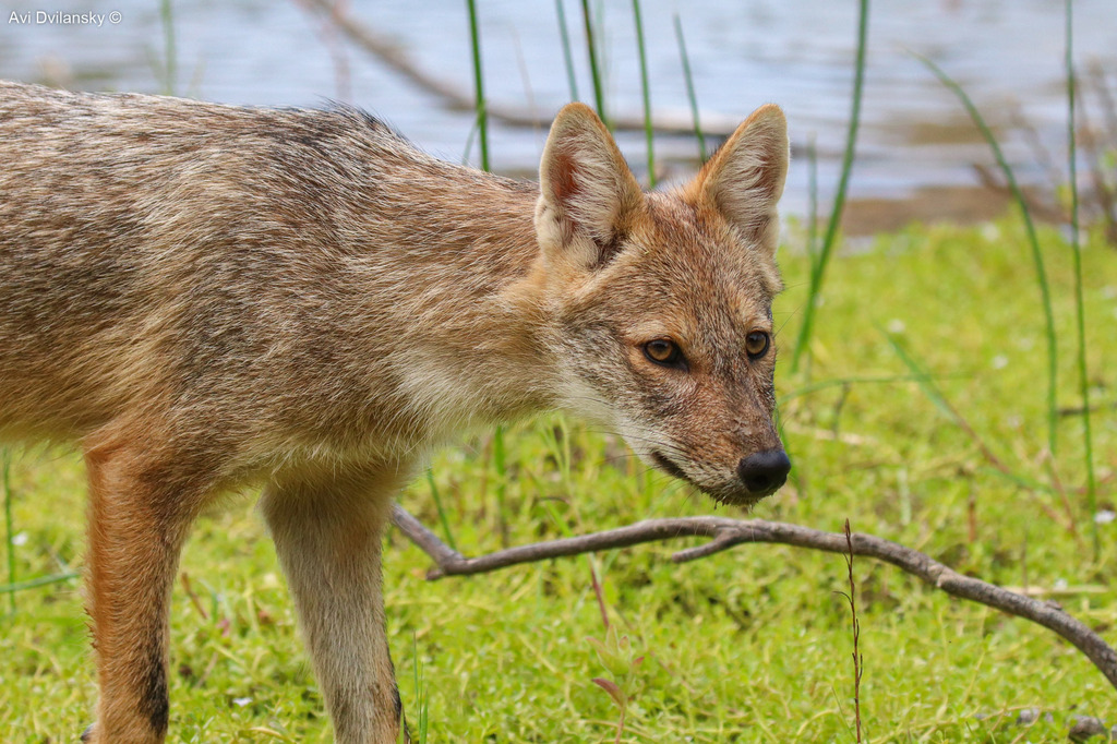 Golden Jackal from ראש ציפור, Tel Aviv-Yafo, Israel on September 15 ...