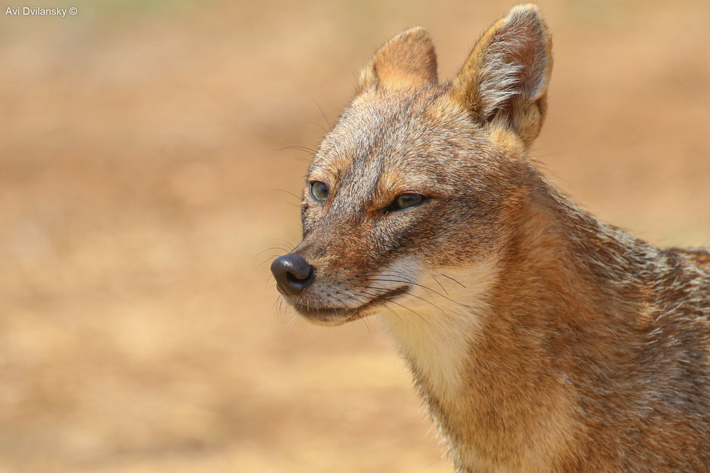 Golden Jackal from ראש ציפור, Tel Aviv-Yafo, Israel on September 15 ...