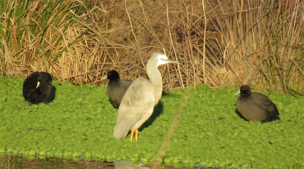 Australasian Coot from Melbourne VIC, Australia on July 2, 2018 at 08: ...
