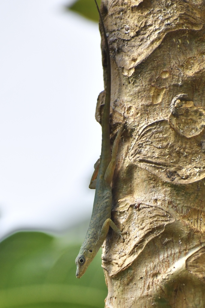 Bronze Anole from Trinidad, Trinidad and Tobago, TT on December 28 ...